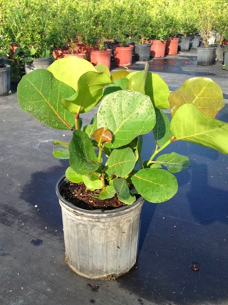 PlantWerkz: Sea Grape - Coccoloba Uvifera