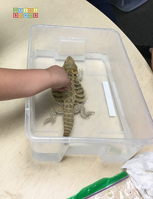 A Bearded Dragon Class Pet!