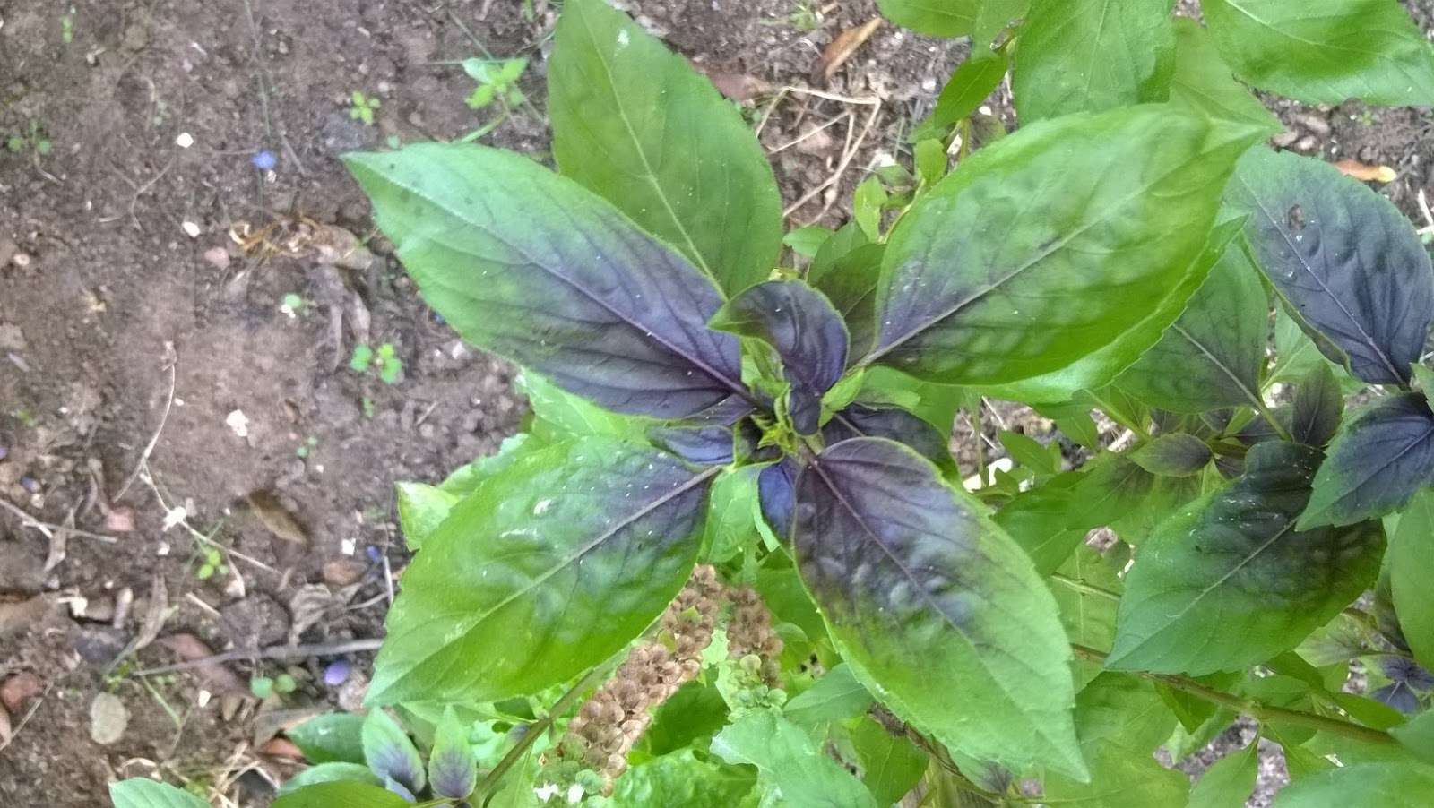 My Basil Photos