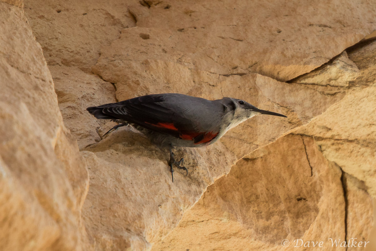 Cyprus Birds and Nature: Wallcreeper