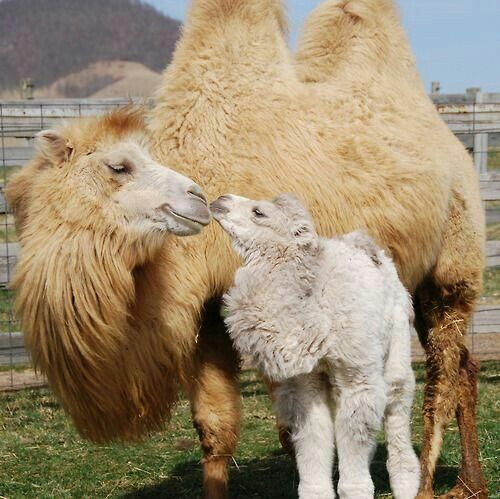 Beautiful Camels