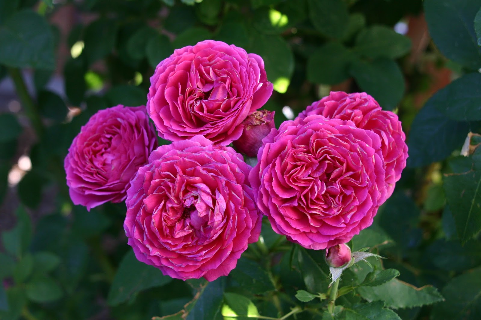 ROSEGASMS: 'Ruby Voodoo' is a rose I bred in Denver in July 1998. The ...