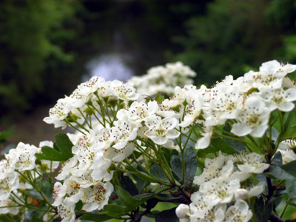 Voyages of Gabriel: Woking to Fleet via Greywell