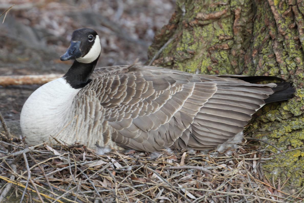 Michigan Exposures: Some Waterfowl