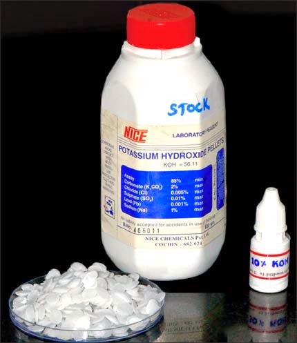 Staining Procedure for Rapid Identification of Fungi | Tuyenlab