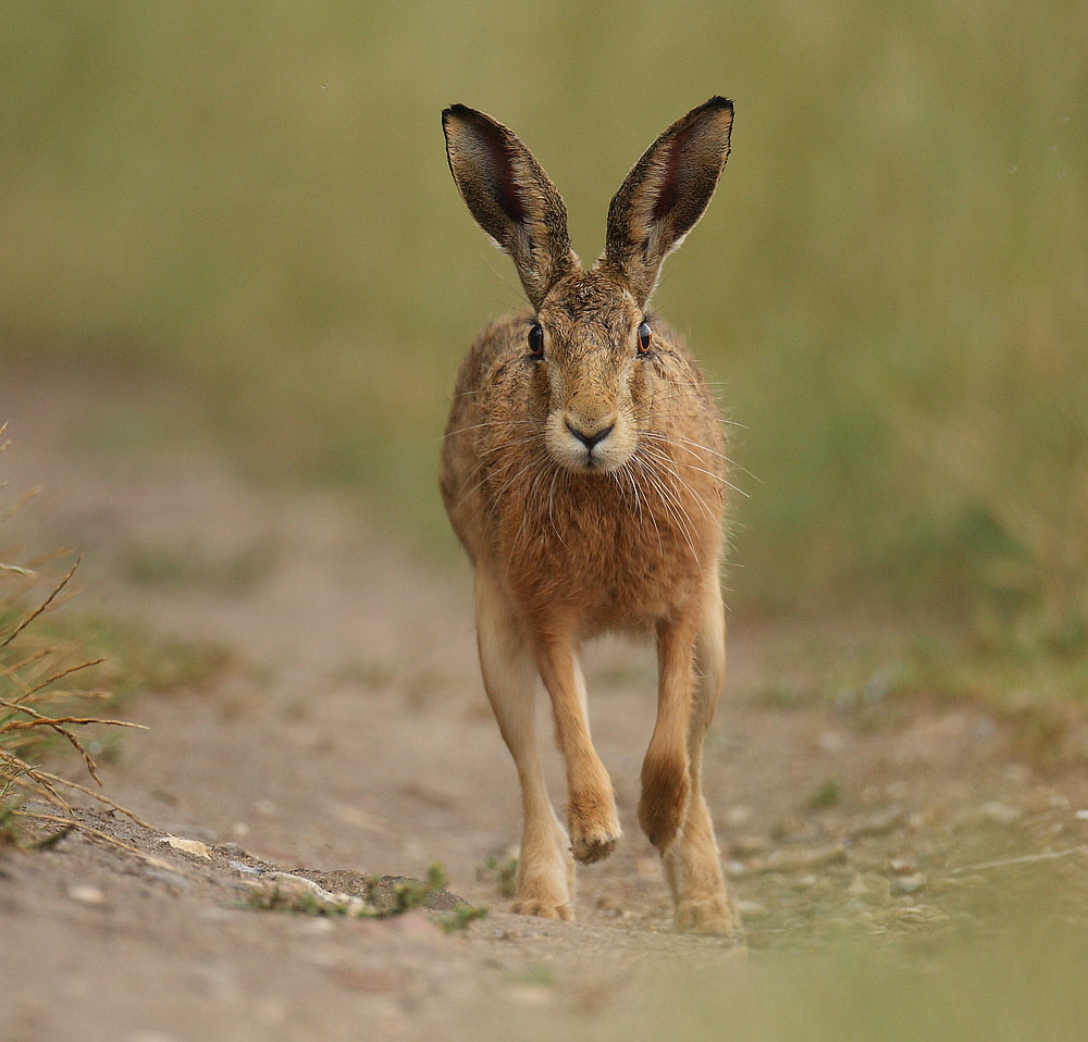 The Leveret: Running Hare