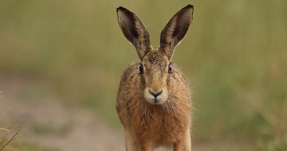 The Leveret: Running Hare