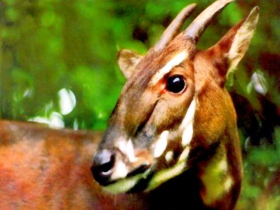 Saola