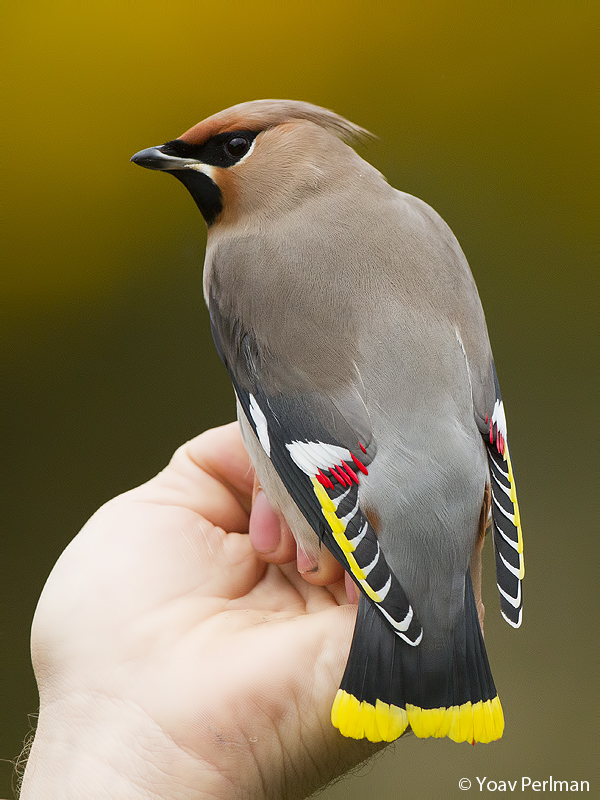 Waxwing fever | Focusing on Wildlife