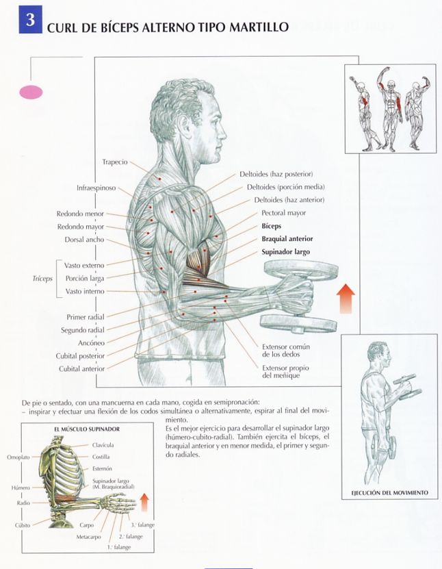 BODY DAILY: ejercicios de bised