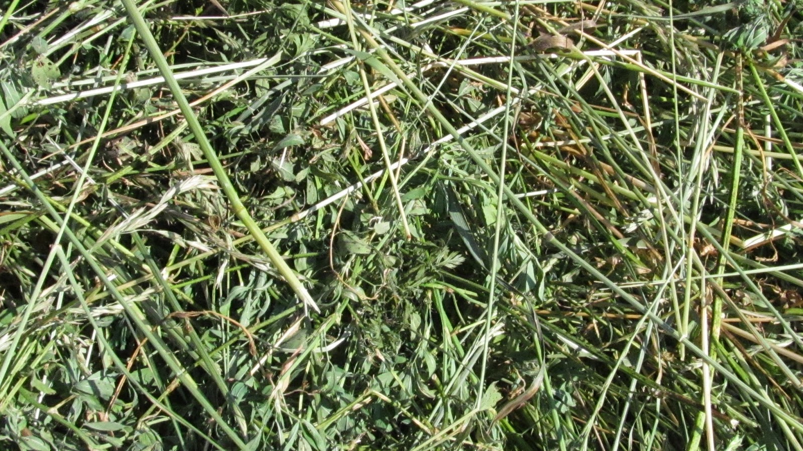 Ohiofarmgirl's Adventures In The Good Land: Making hay, the sun was shining