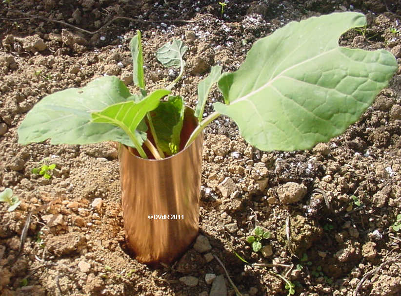 Gardening along the creek...: Latest Gardening Fashion: Slug Collars!