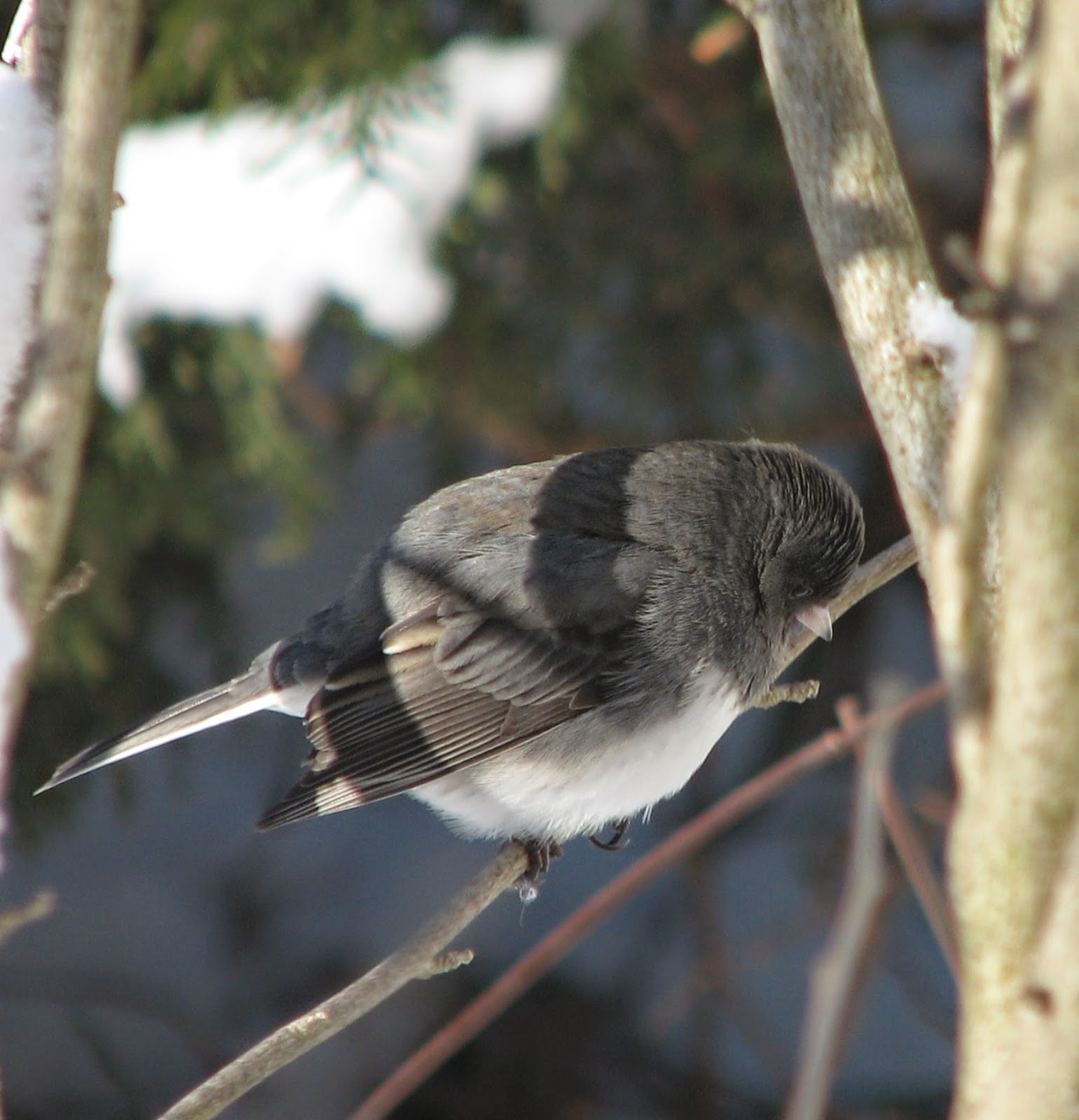 South Burlington birds: Dark-eyed Junco photos | Litter with a Story To ...