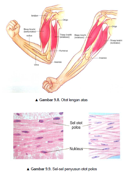 Otot manusia | Ilmu Kesehatan