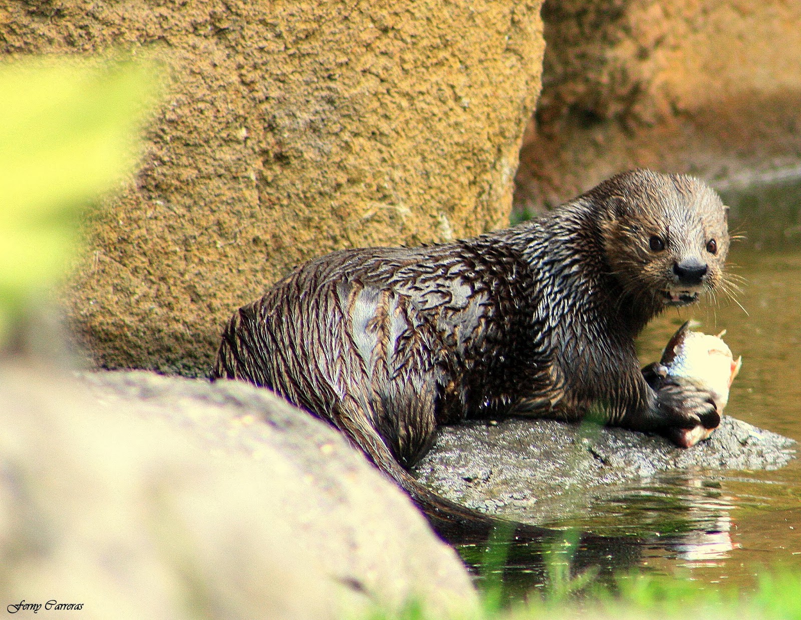 BLOG DE LA CIERVA ANTONIA: La nutria