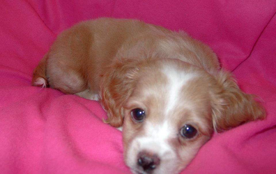 Chi-Spaniel: 7 Week Old ChiSpaniel Puppy