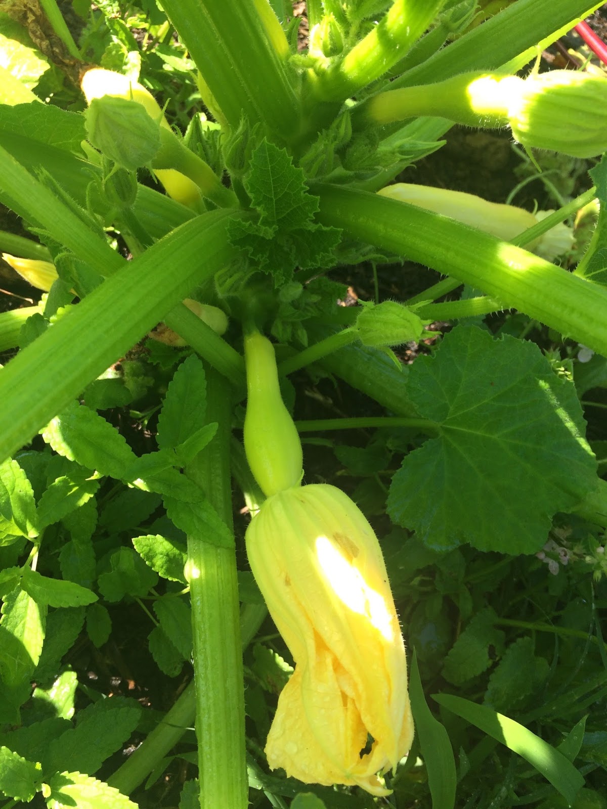 Blooming squash for the summer boxes...
