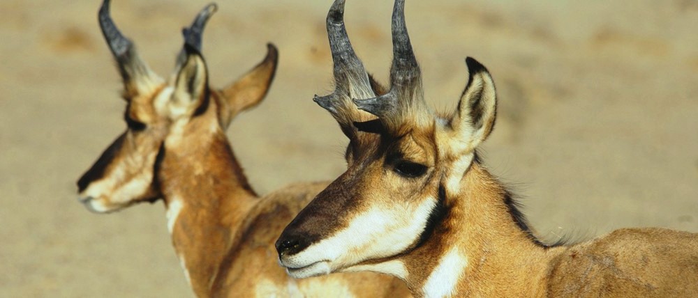 Econcientiza: Esfuerzos en México para la recuperación del Berrendo
