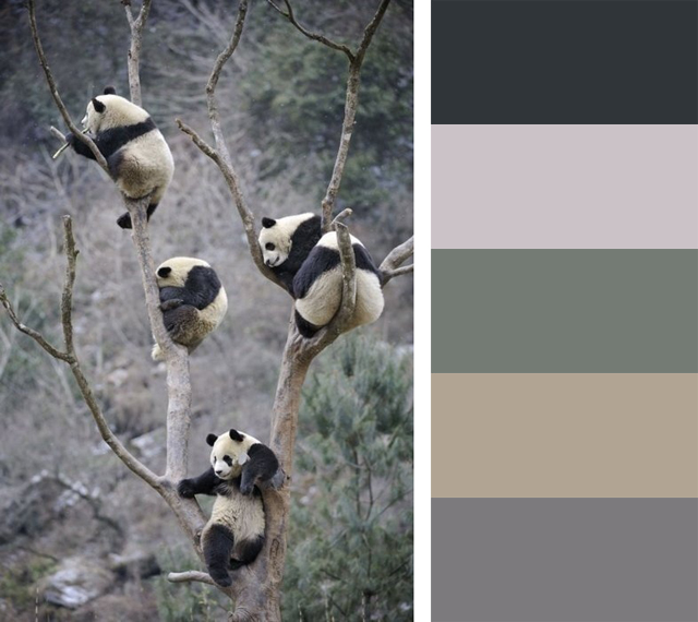 Becky Bedbug: Colour Palettes: Pandas