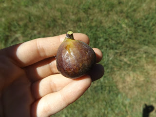 Harvesting FIGS in cold climate | VeggieBoards