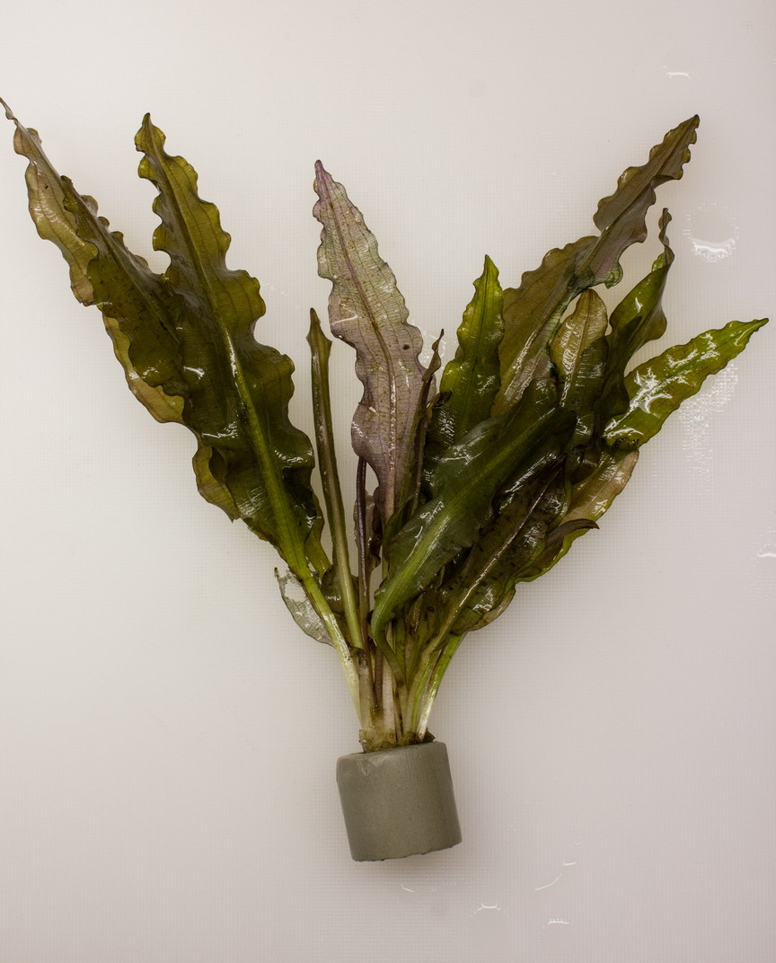 Московский растительный аквариум: Апоногетон волнистый (Aponogeton ...