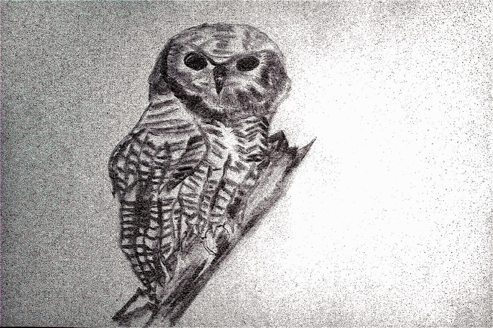 Rajz, festés, illusztráció, design, digitális grafika: Egy bagoly, ami ...