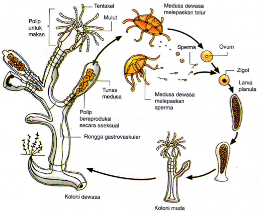 Top Inspirasi Gambar Partenogenesis, Contoh Hewan