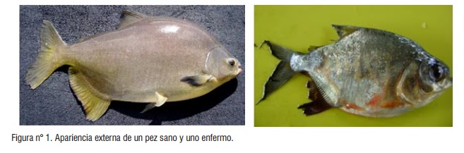 MANUAL BÁSICO DE SANIDAD EN PISCICULTURA: 2015