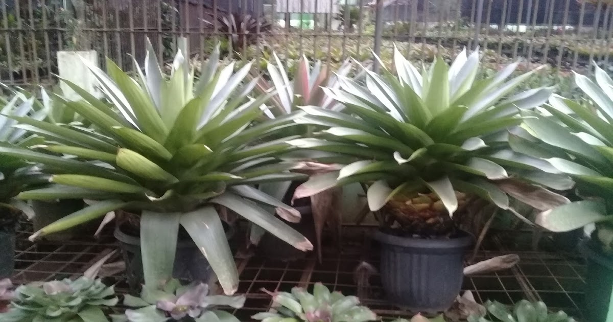 Bromelia Giant Bromelia jayen | Landscaping And Modern Lifestyle