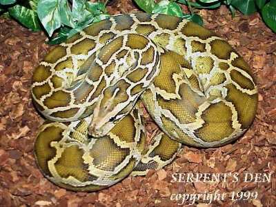 10 Ular Terpanjang di Dunia - Blog SURYA d'Website