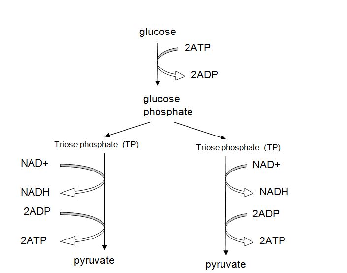 wigton physics: Year 12 Applied Science: Glycolysis reaction