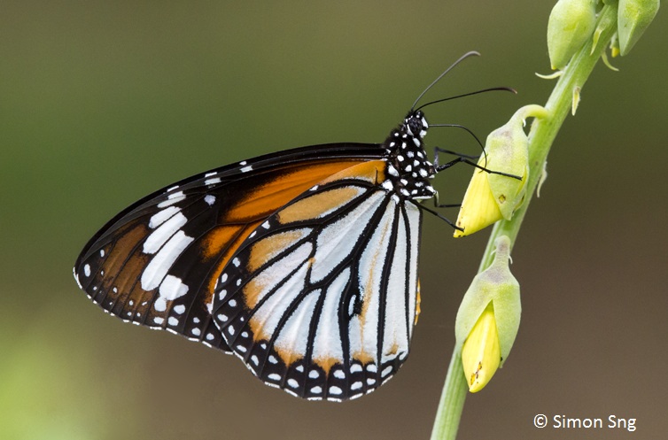 Butterflies of Singapore: Life History of the Common Tiger