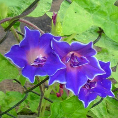 Imágenes de flores y plantas: Ipomea Picotee