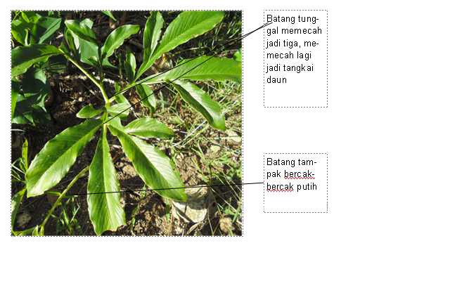 Simak! Gambar Tanaman Walur yang Wajib Disimak! - Informasi Seputar ...