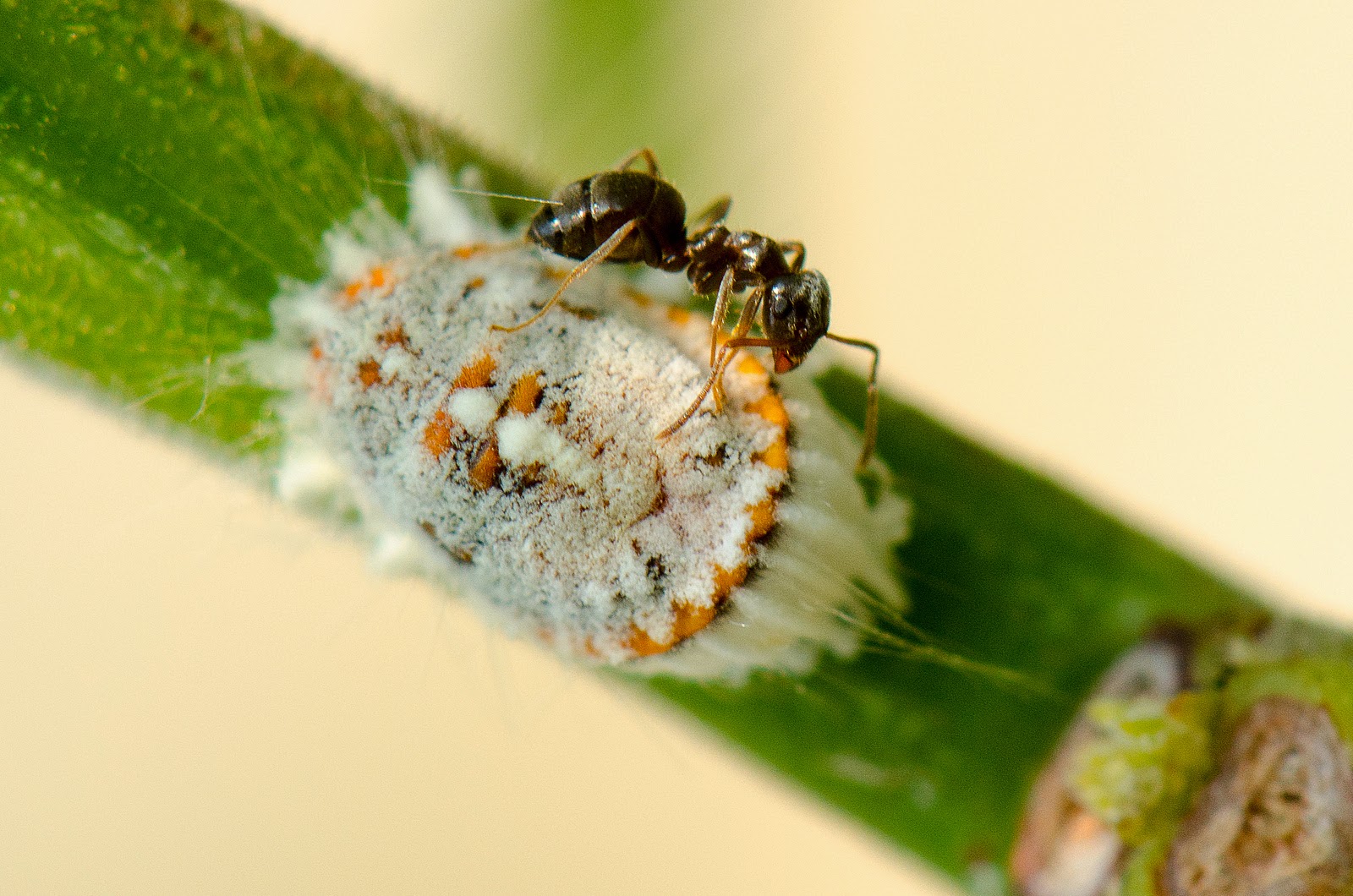 INSECTES et cetera ...: Le Puceron et la Fourmi