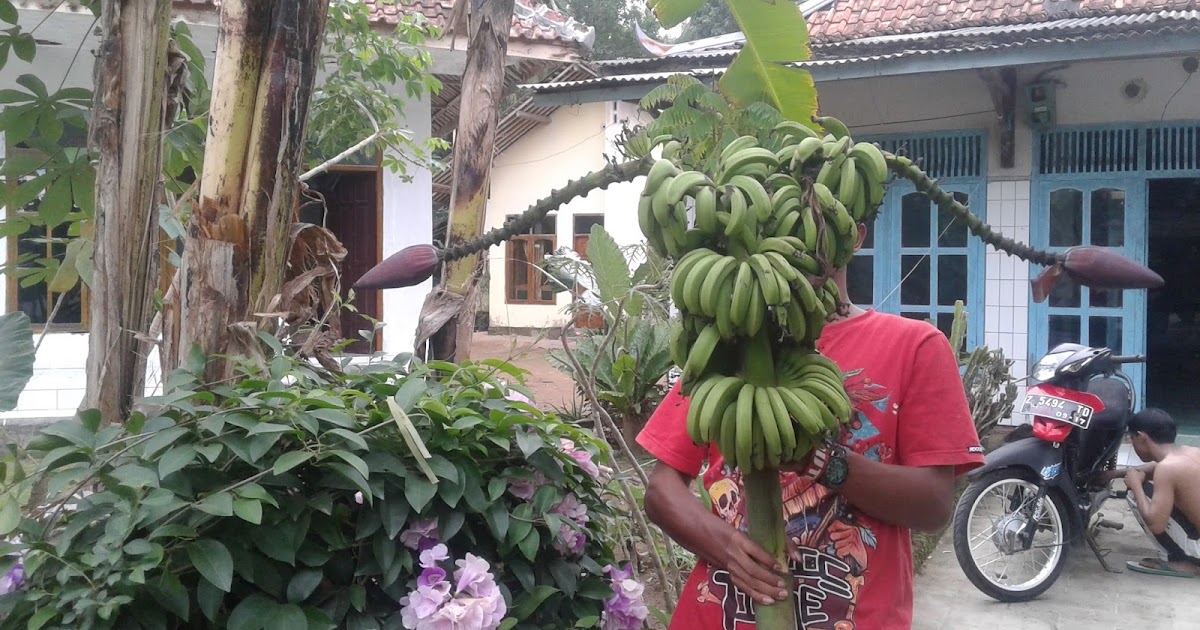 ZONA KEREN: POHON PISANG UNIK