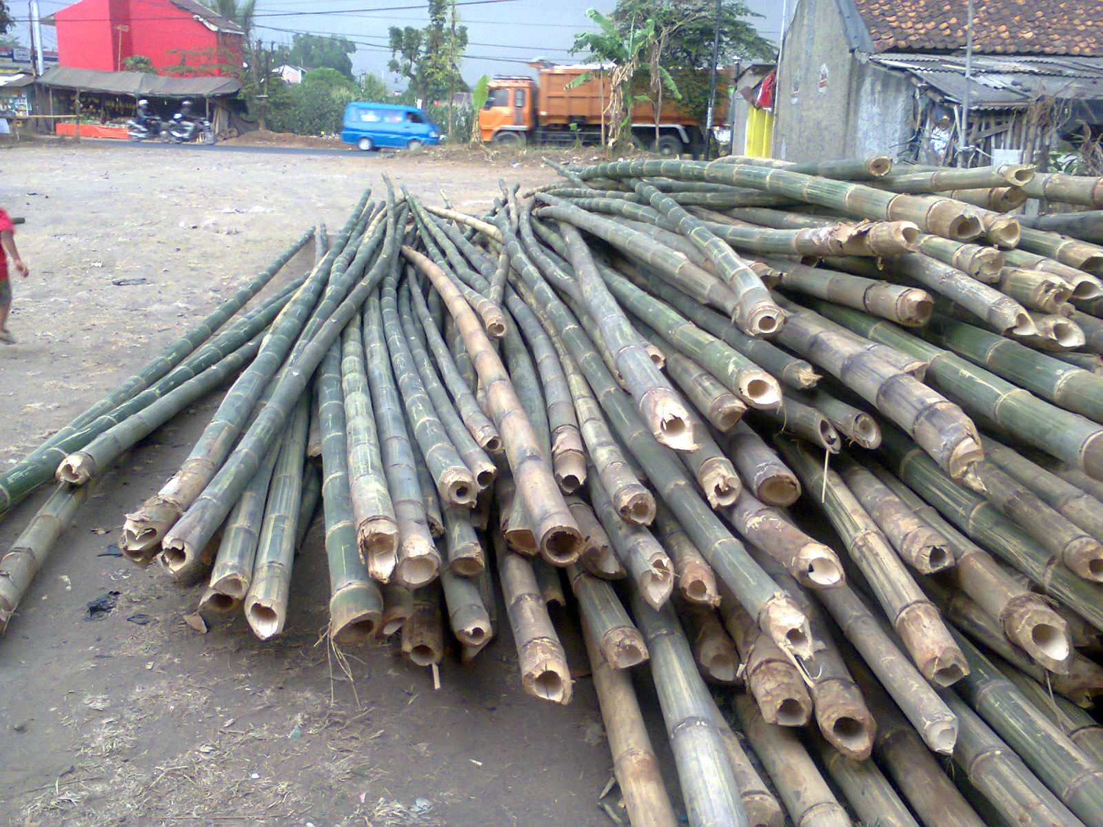 Sengon Jati: Bambu Gombong
