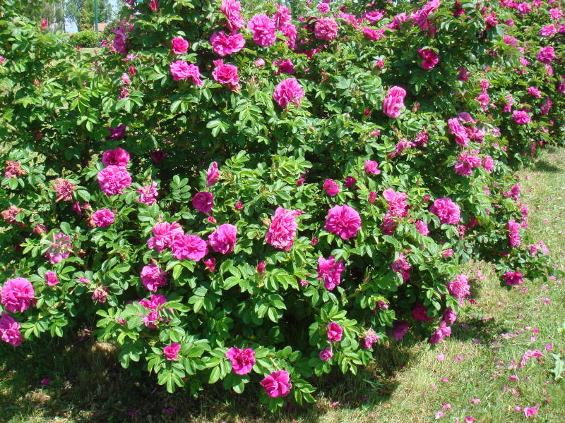 Le Douaire. Île de Vivre.: Tout savoir sur le Rosier Rugosa, Rosa ...