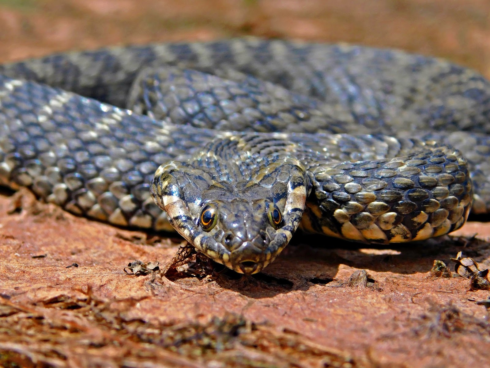 (Paleo-)Herpetología: Herp Trip - Reptiles y anfibios en los Montes de ...