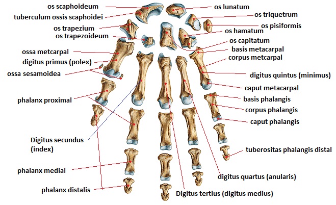 Sari's Time Capsule: Anatomi Tulang Ekstrimitas (Carpal & Tarsal)