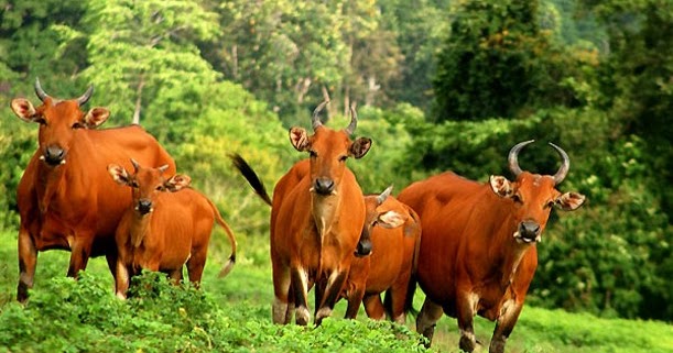 Dokter Hewan Lombok: Sejarah Sapi Bali