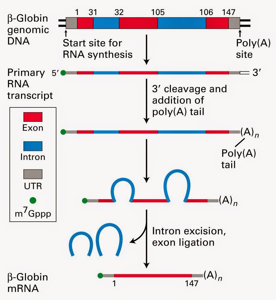 Propanona: Procesamiento del ARN para producir un ARNm funcional en ...