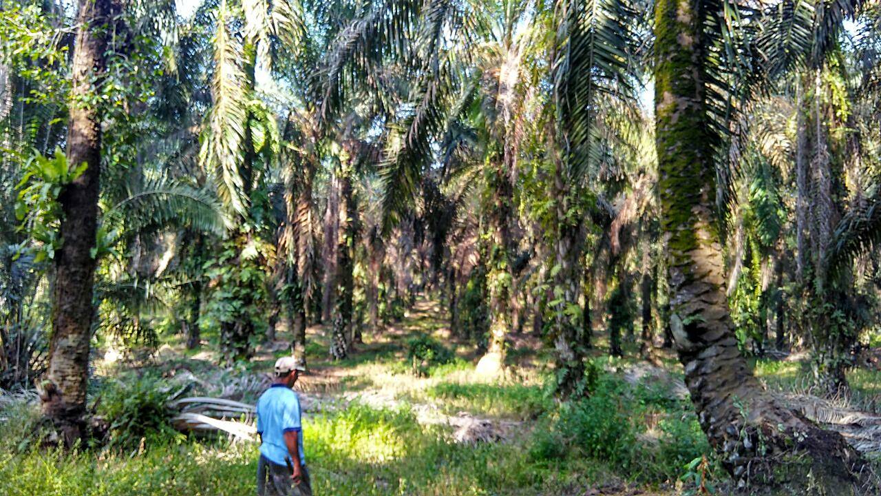 pengalaman membantu bekerja di perkebunan kelapa sawit - yosefpedia.com