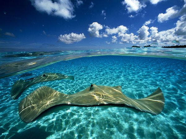 Polynesian: Images of Polynesian Animals