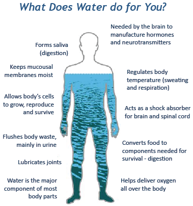 Importance and Main Function of Water in Human Body | Education and ...