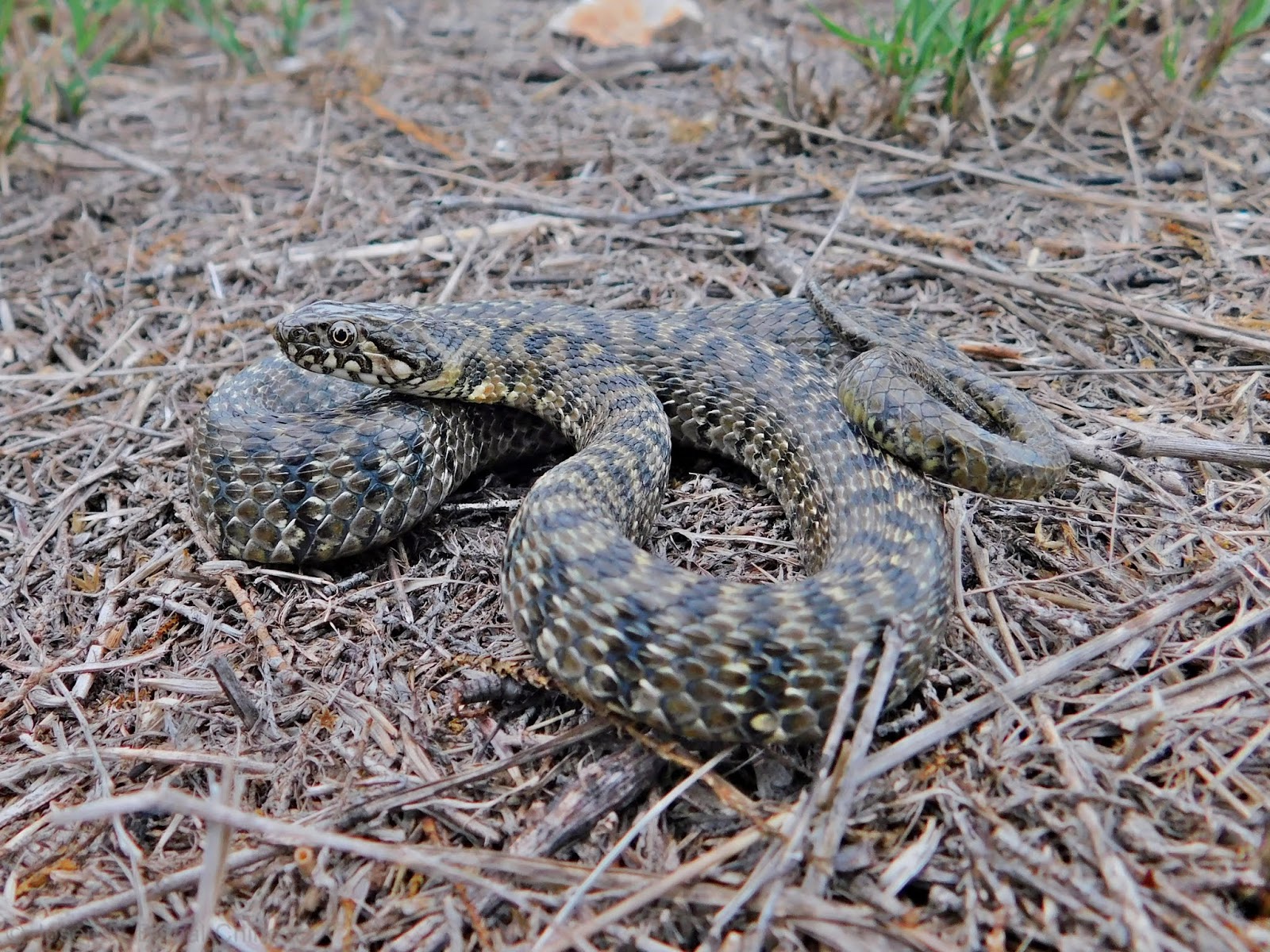 (Paleo-)Herpetología: Natrix maura - Culebra viperina