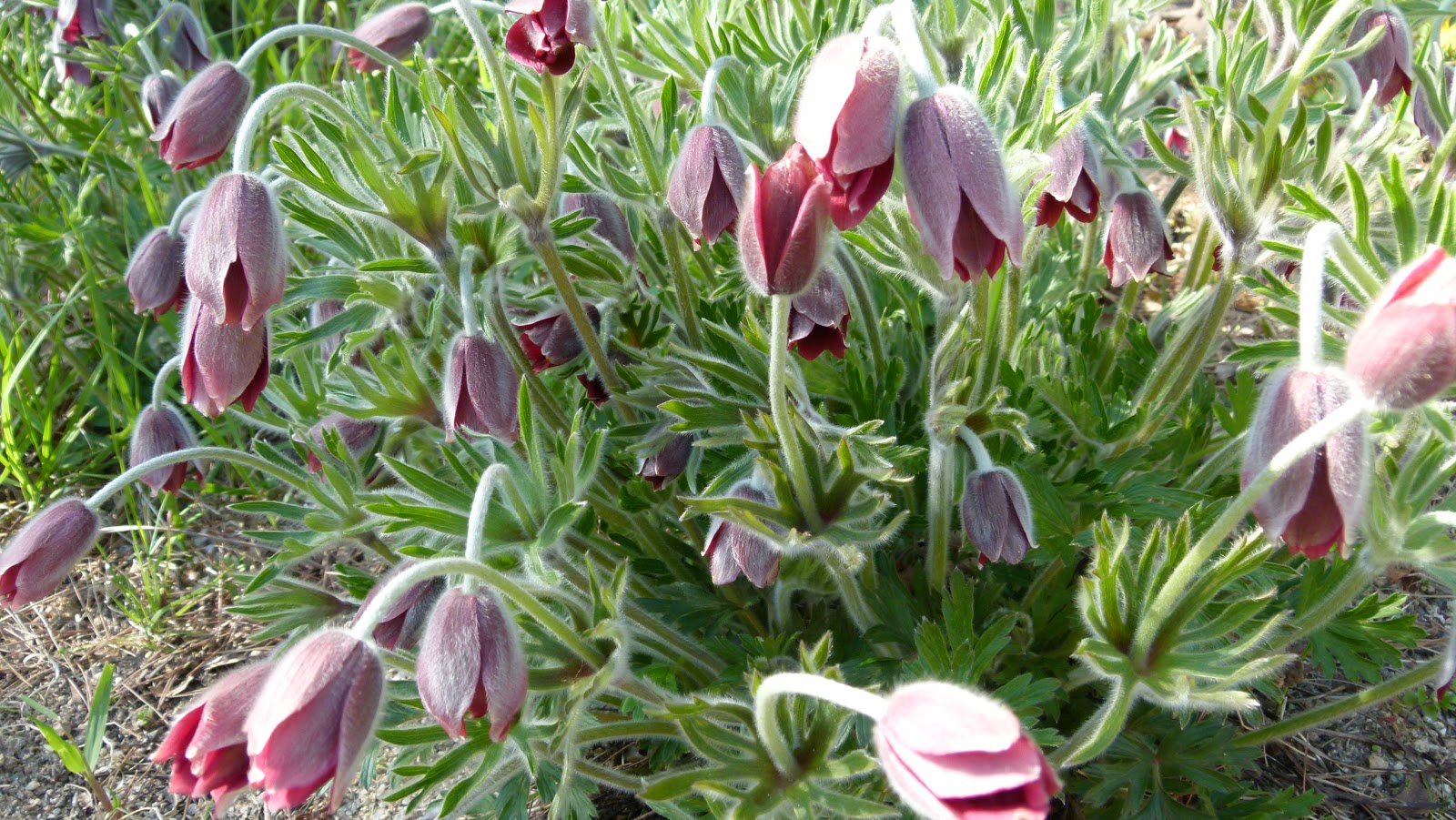 uug BLOG [dyHwb]: Flowers