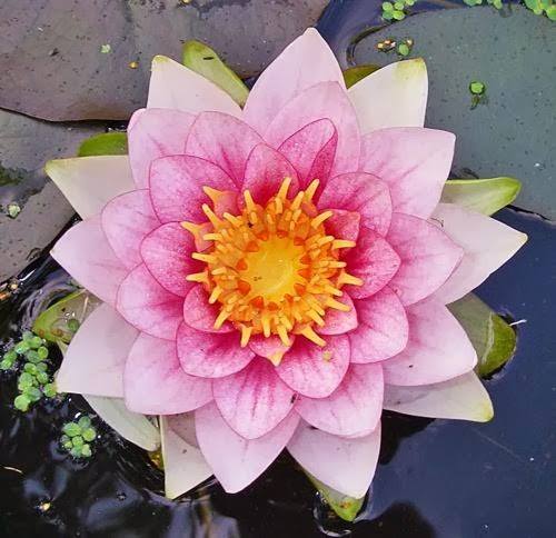 ஒவ்வொரு ஜாதகர்களுக்கு அவரவர் நட்சத்திரங்களுக்கு ஏற்றார் போல மலர்கள் ...