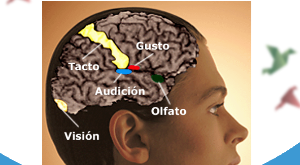 ¿Sabes cual es el proceso de la percepcion?