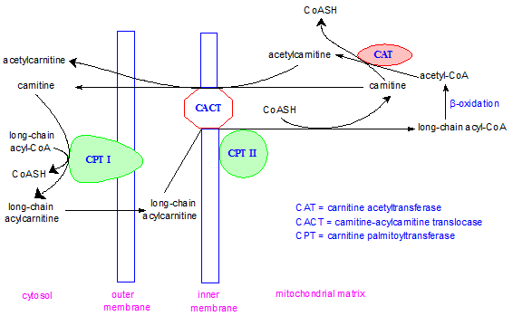 Amino Acids for Super Humans, Part IV - Purported Ergogenics (2/3): L ...